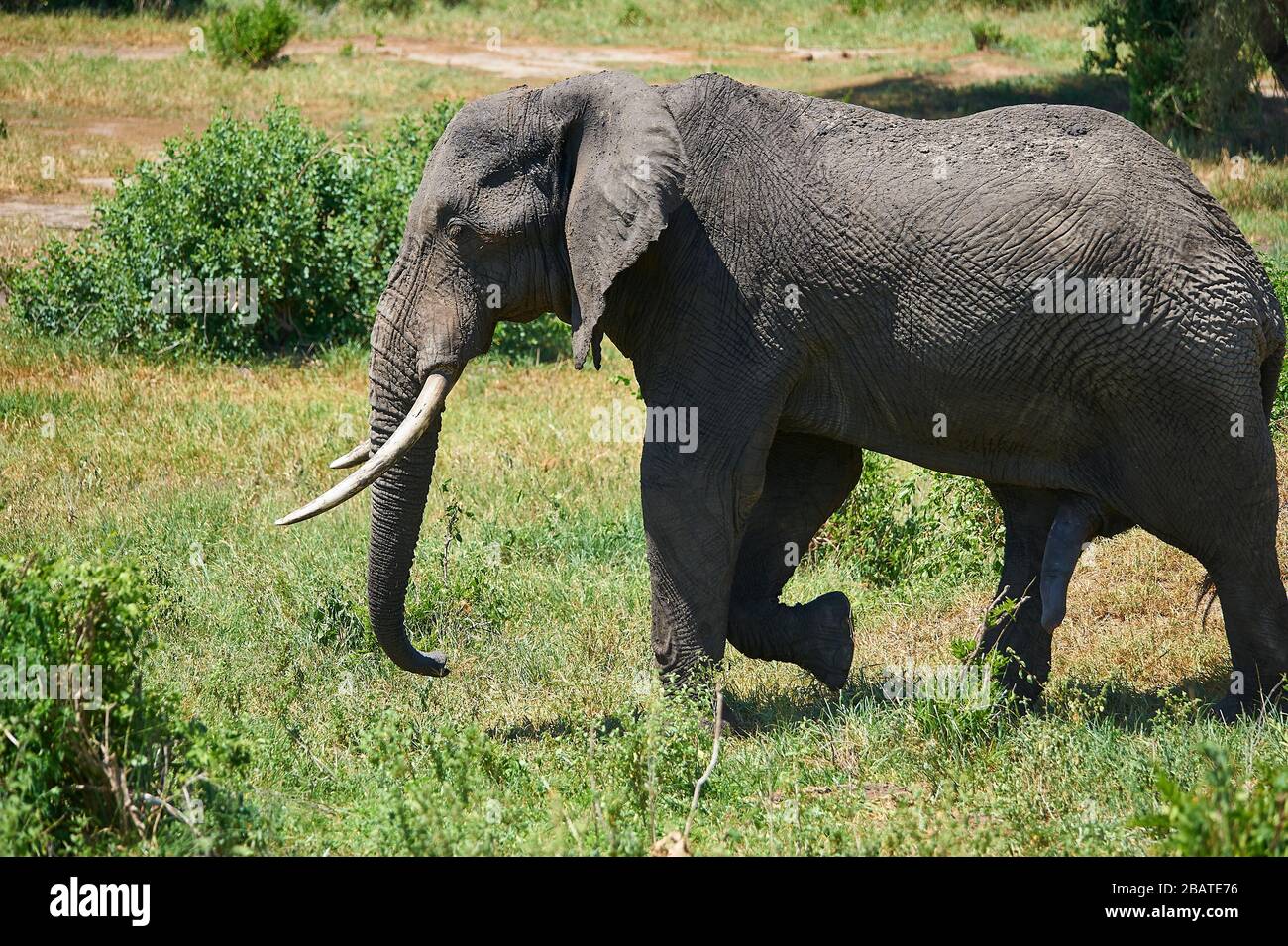 A young elephant bull getting into musth Stock Photo - Alamy