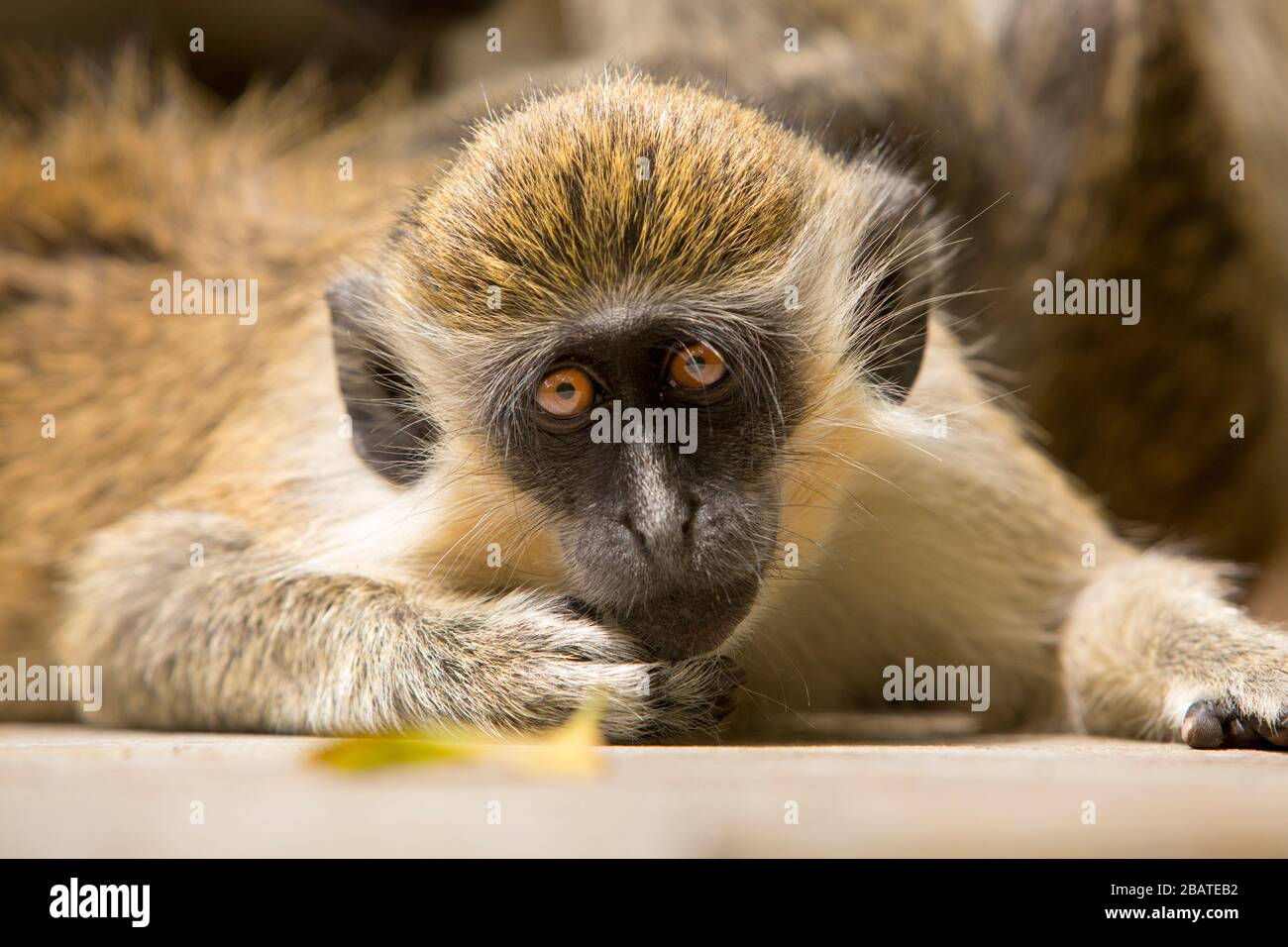 Shock the monkey hi-res stock photography and images - Alamy