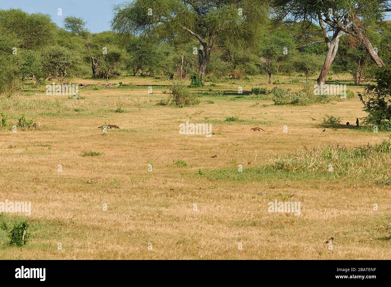 A troop of Banded Mongoose running across a patch of open land Stock ...