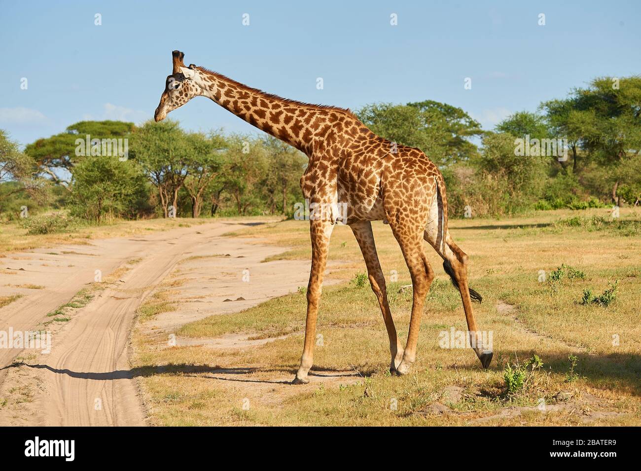Giraffe transport hi-res stock photography and images - Alamy