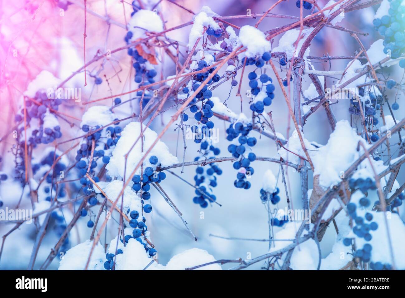 Covered with snow red wine grapes on the grapevine in winter. Nature ...