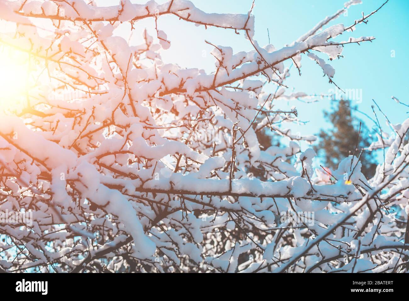 Snowy orchard. Beautiful winter landscape. Trees covered with snow ...