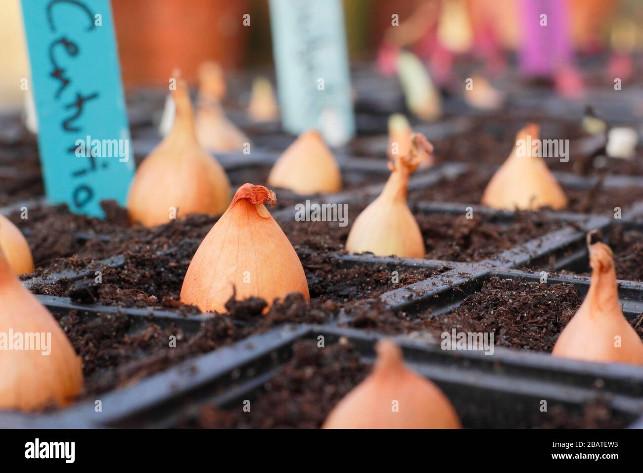 Allium cepa 'Centurion', 'Snowball' and 'Red Baron'. Onion sets planted ...