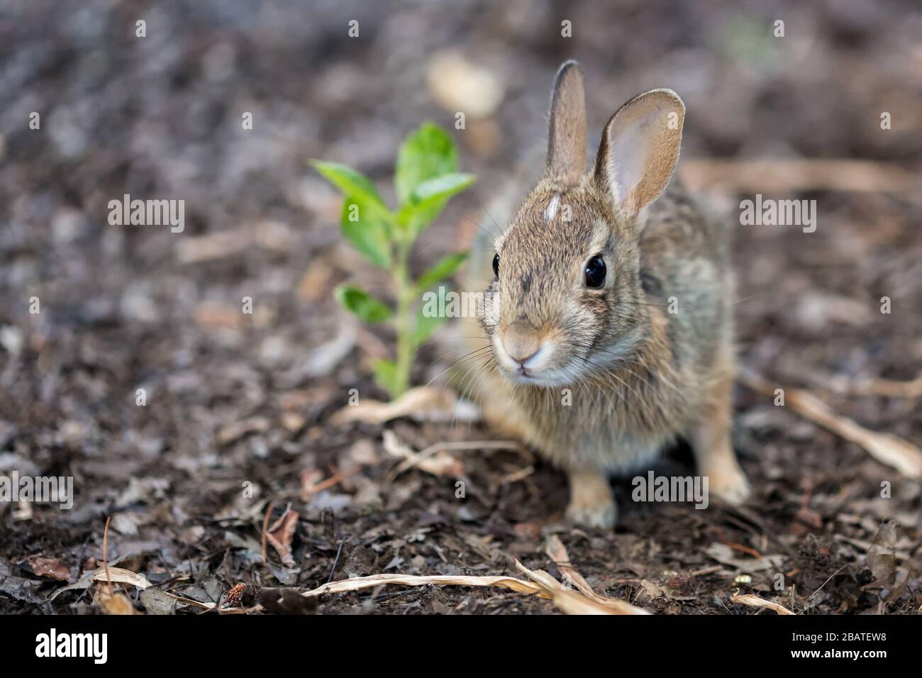 The Baby Rabbit Feeding with Herbs Stock Photo - Alamy