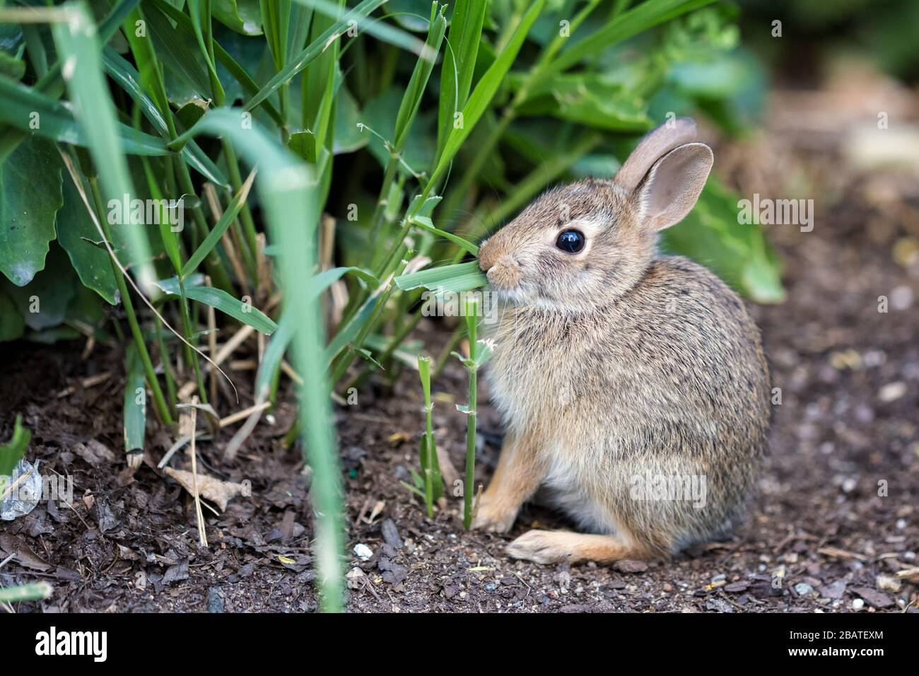 The Baby Rabbit Feeding with Herbs Stock Photo - Alamy