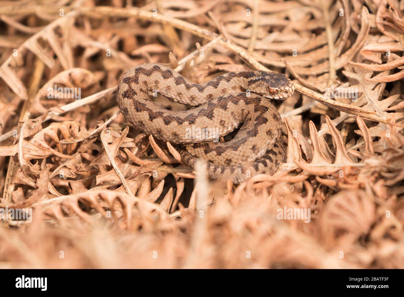 Baby Puff Adder