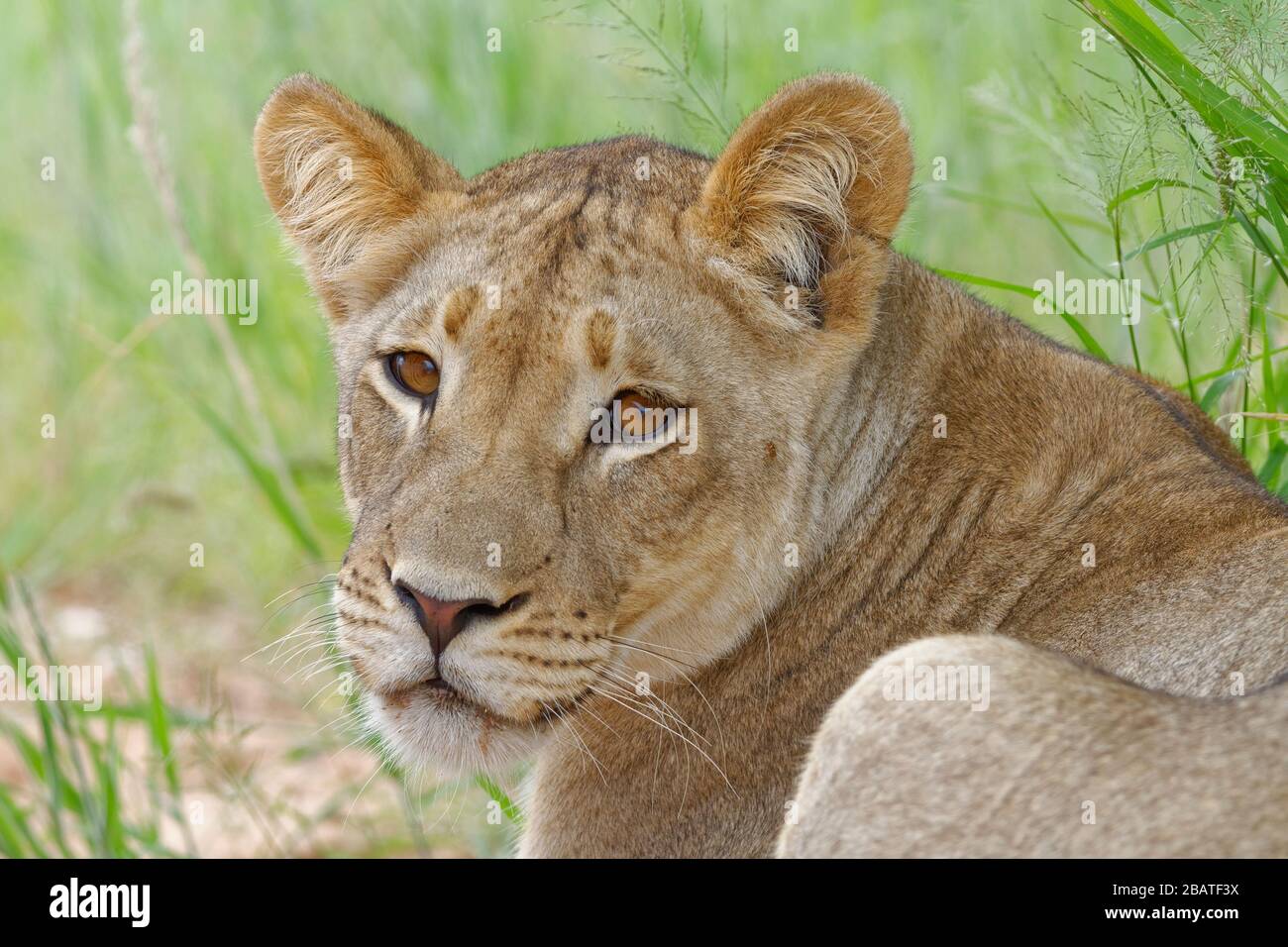 Lioness sitting side view hi-res stock photography and images - Alamy