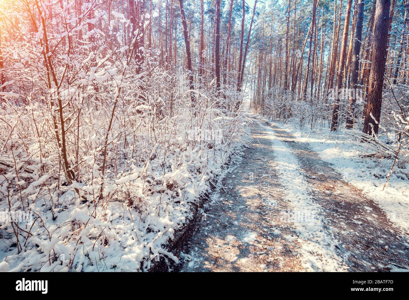 Nature winter background. Dirt road in a snowy forest in early spring ...