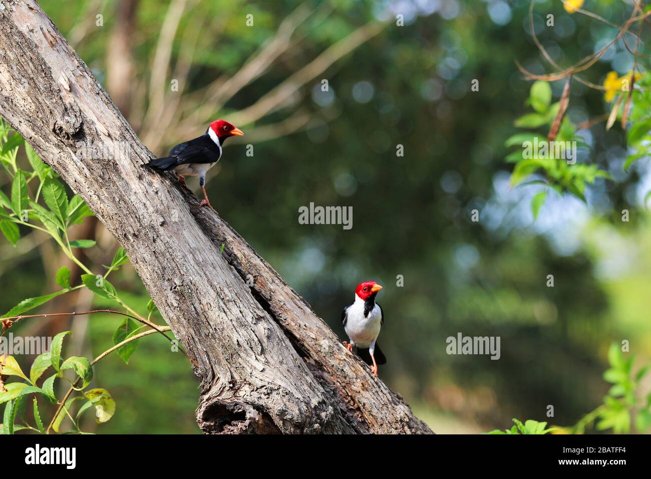 yellow-billed cardinal (Paroaria capitata) - Pantanal, Mato Grosso do ...