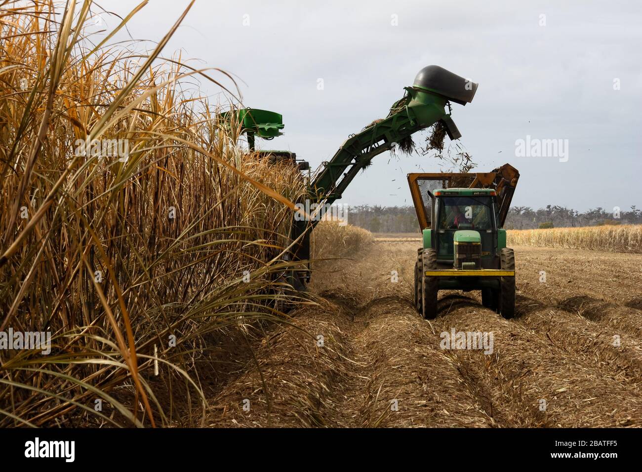 Sugar cane field workers hi-res stock photography and images - Alamy