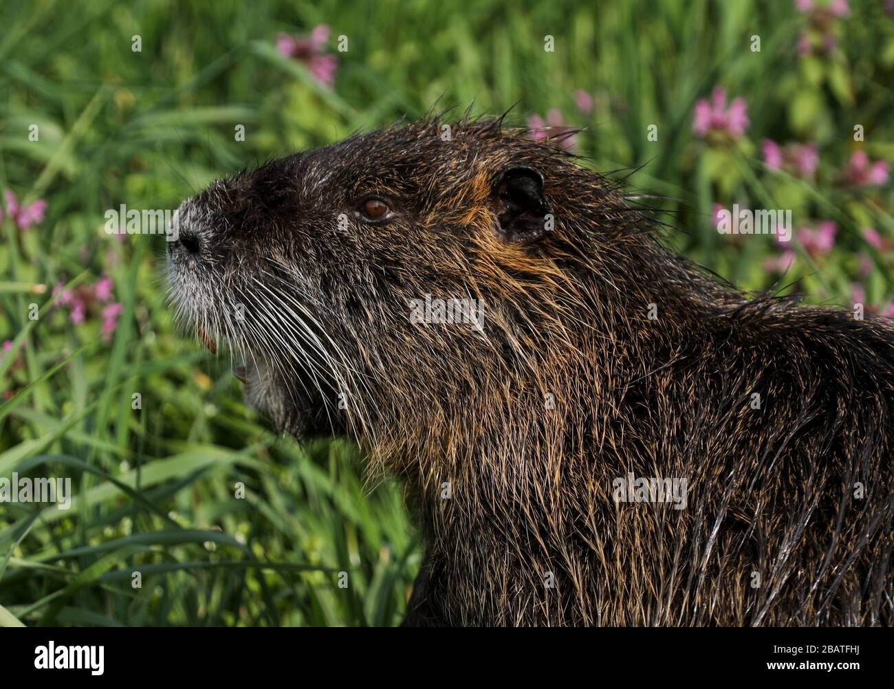 Nutria rodent swiming and eating in the grass Stock Photo - Alamy
