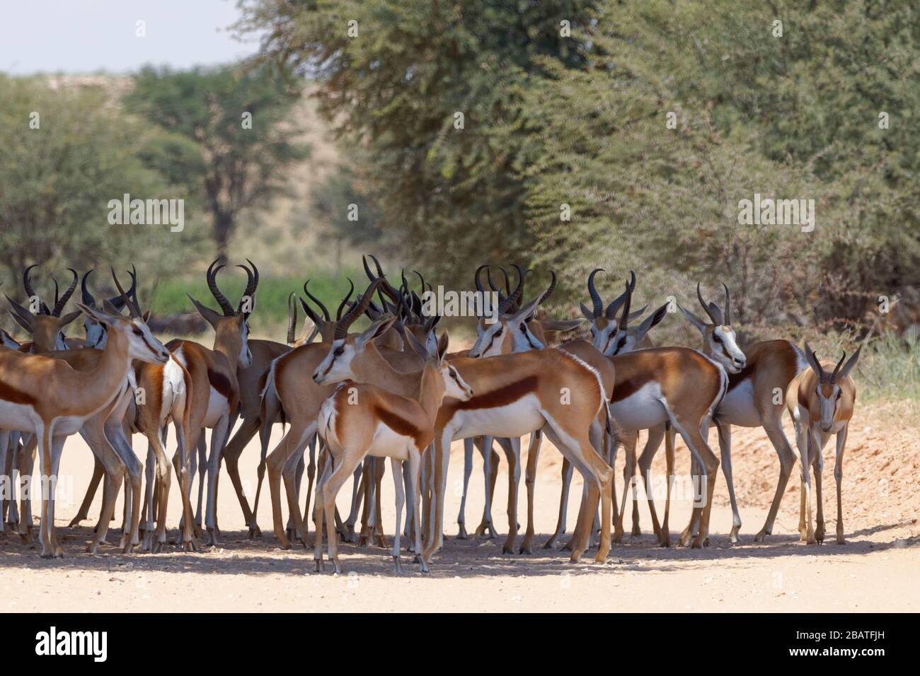 Herd springboks road hi-res stock photography and images - Alamy