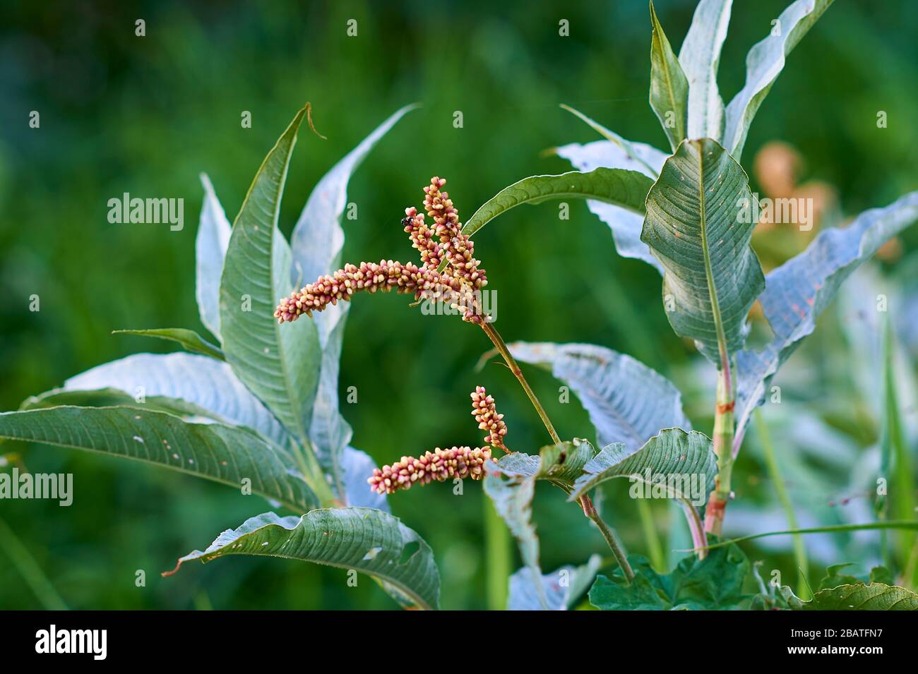 The Persicara plant grows in the wilderness and produces grain-like ...