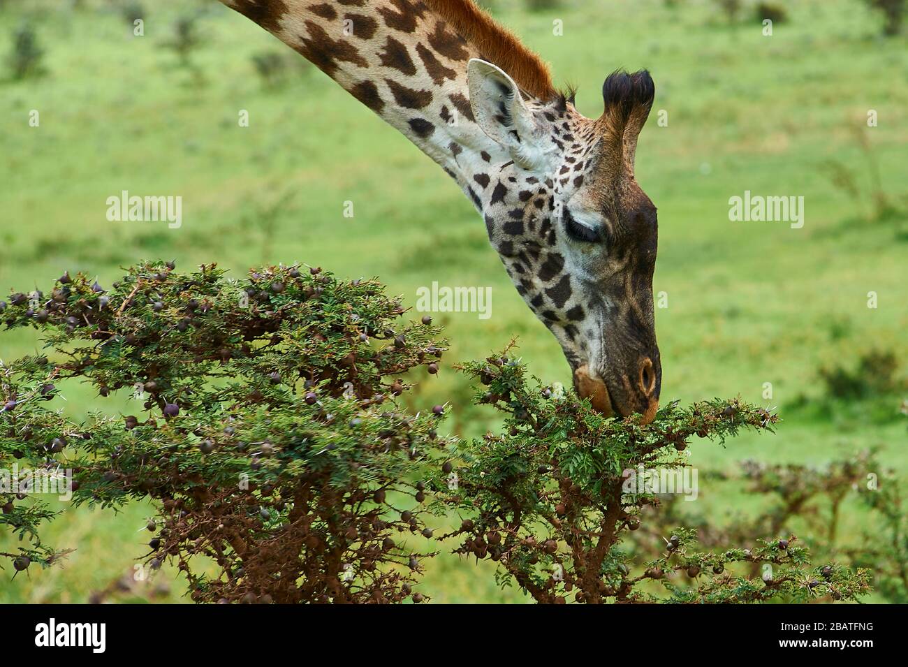 Giraffe nibbling on an acacia tree in the Ngorongoro highlands Stock ...