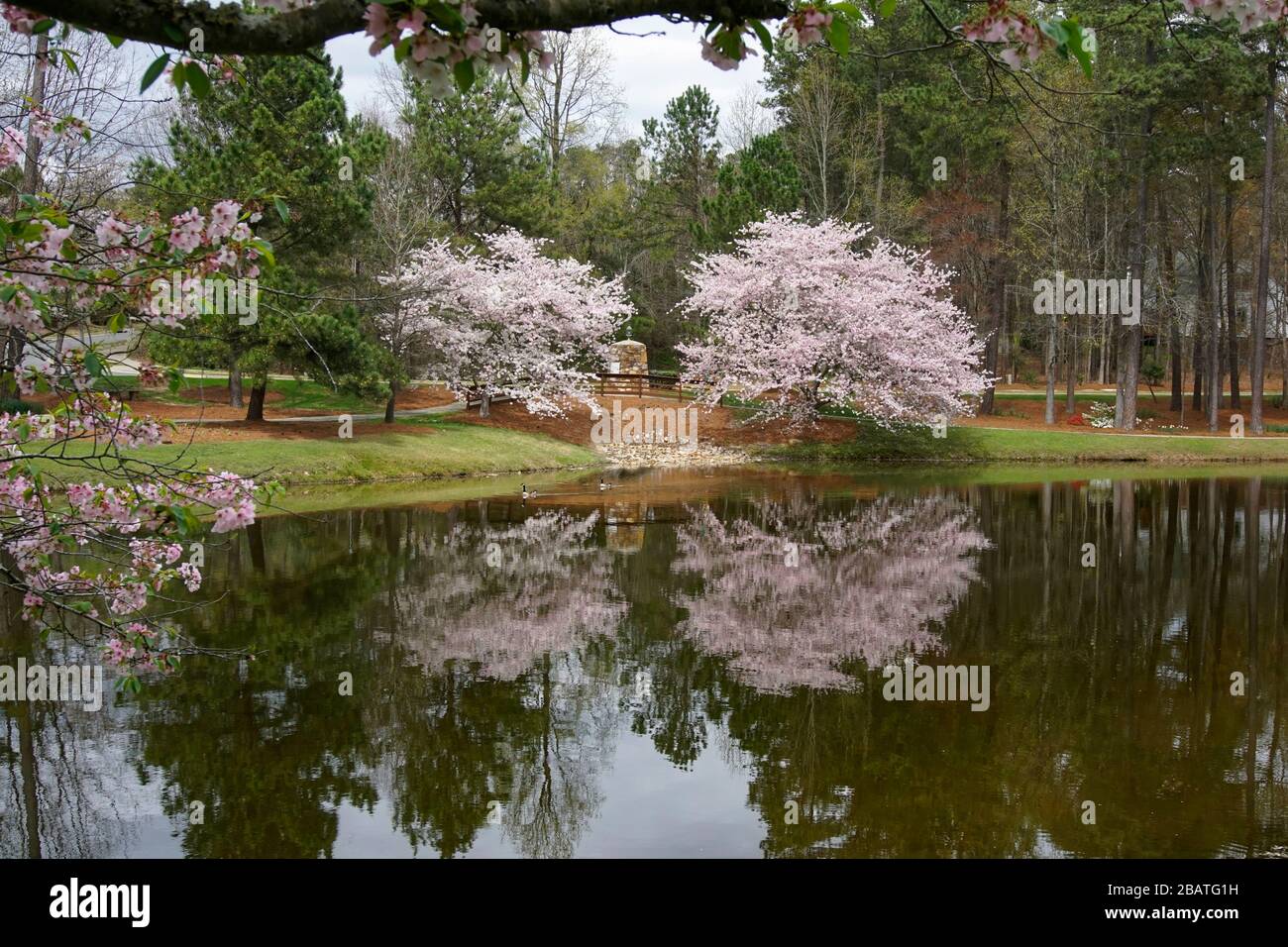 Cherry trees reflected in a pond Stock Photo - Alamy