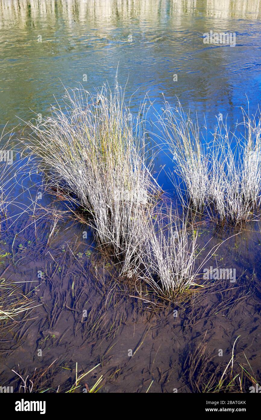 Grasses in water hi-res stock photography and images - Alamy