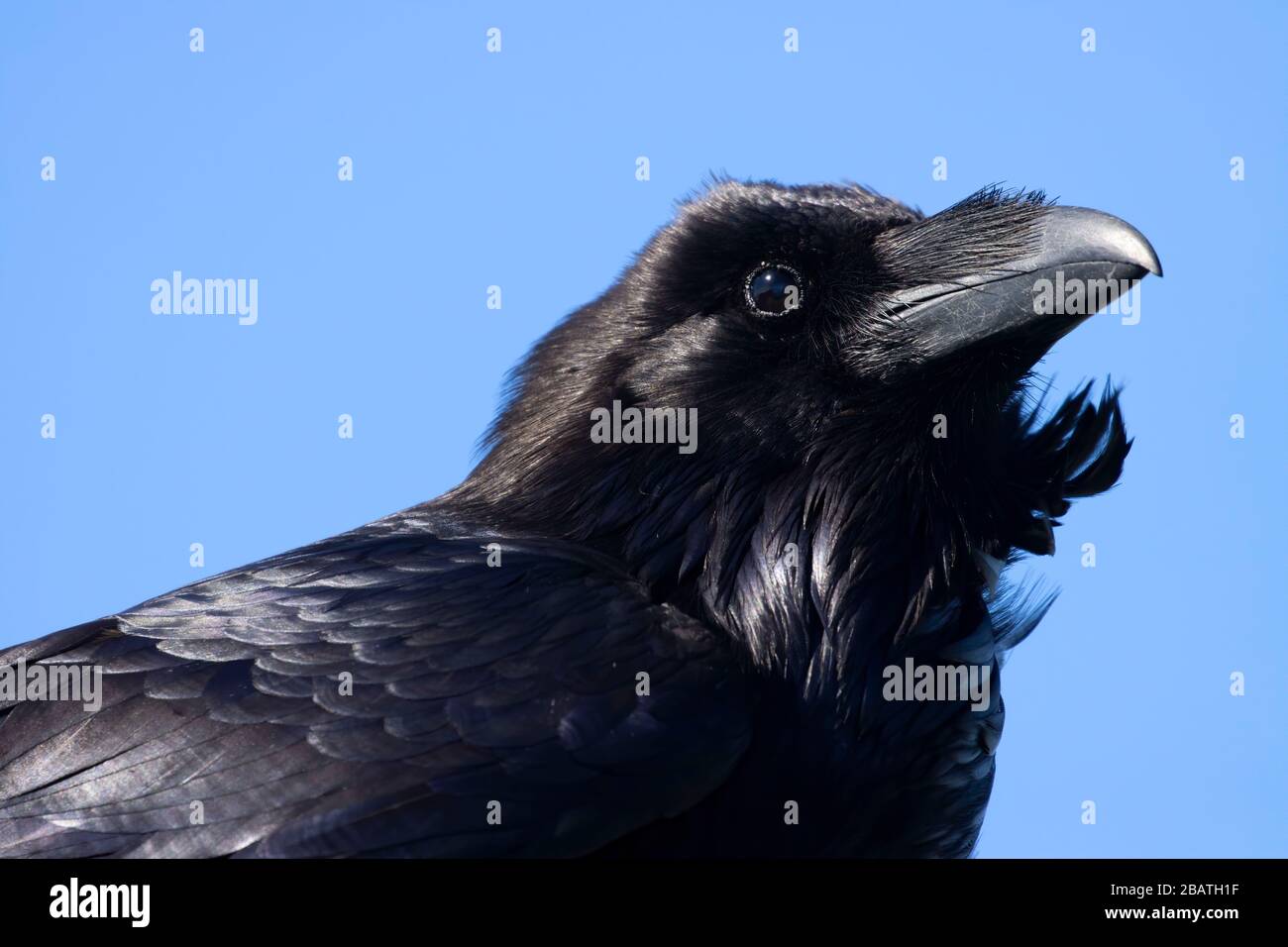 Raven bay hi-res stock photography and images - Alamy