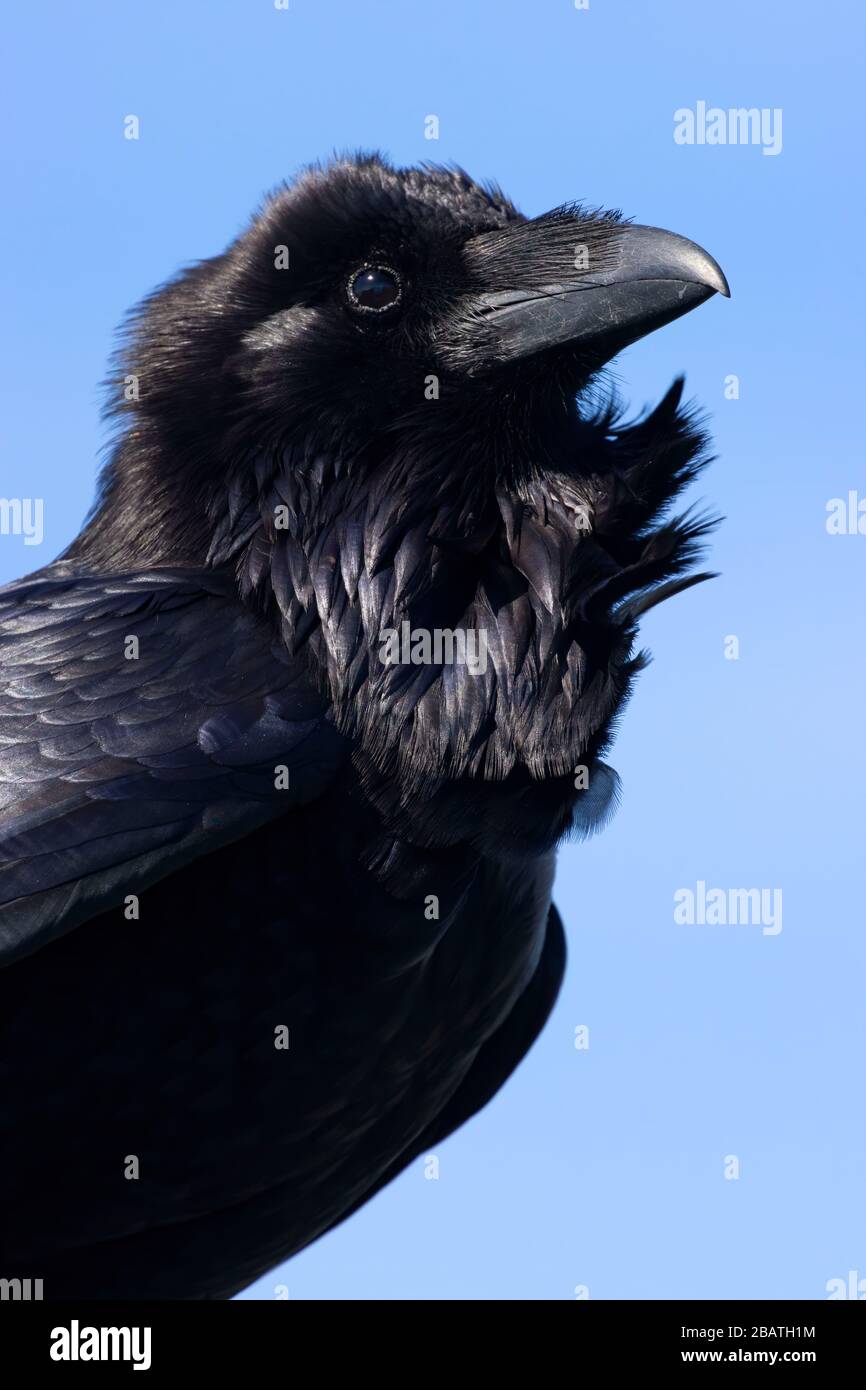 Raven bay hi-res stock photography and images - Alamy