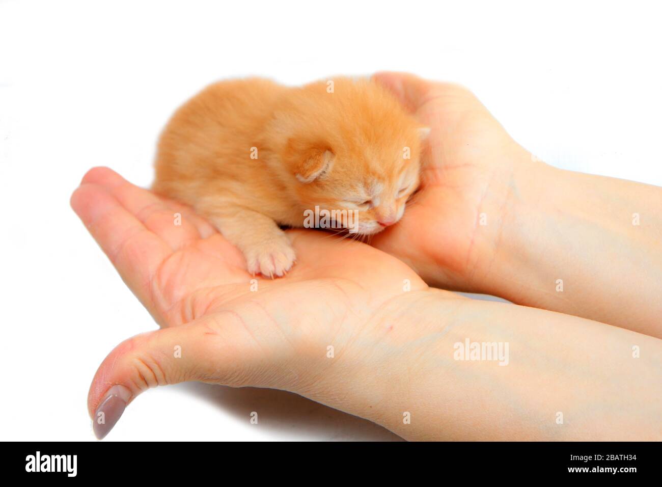 The cute small newborn kitten held in hands as a symbol of care for new ...