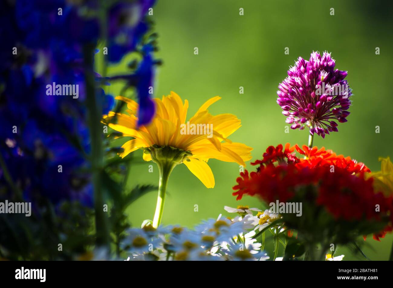 a bouquet of bright spring flowers of various types Stock Photo - Alamy