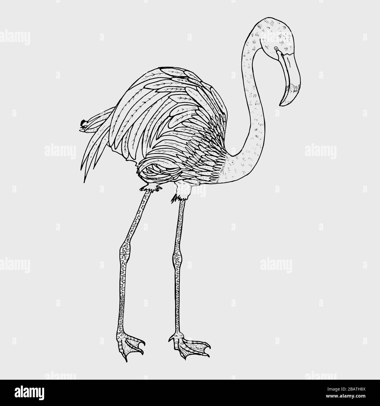 Bird pictures art Black and White Stock Photos & Images - Alamy
