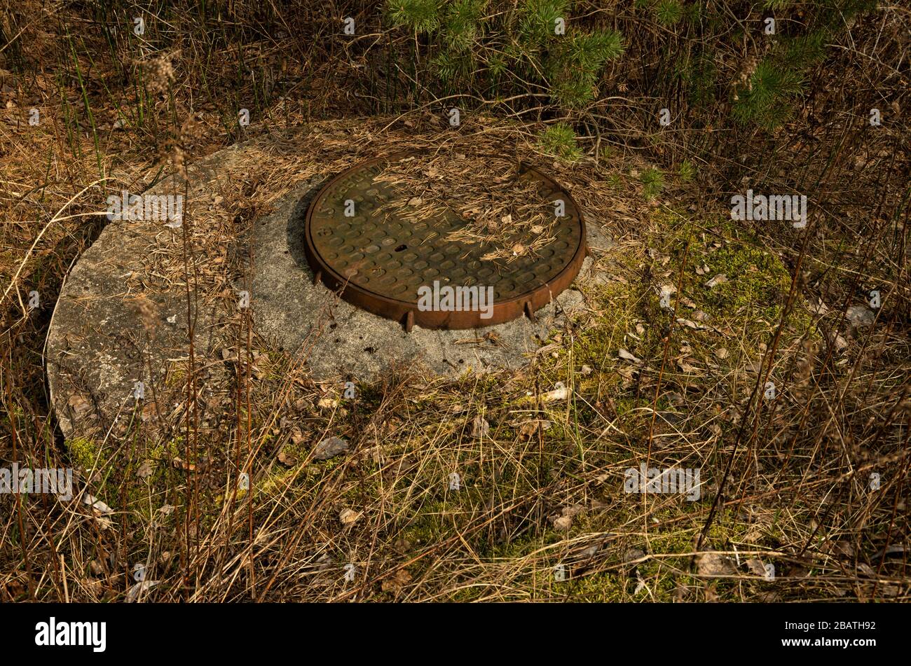 An abandoned sewer well with a cover in the forest with needles, tree ...