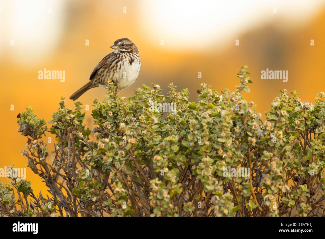 Sparrow, Salt Point State Park, California Stock Photo - Alamy