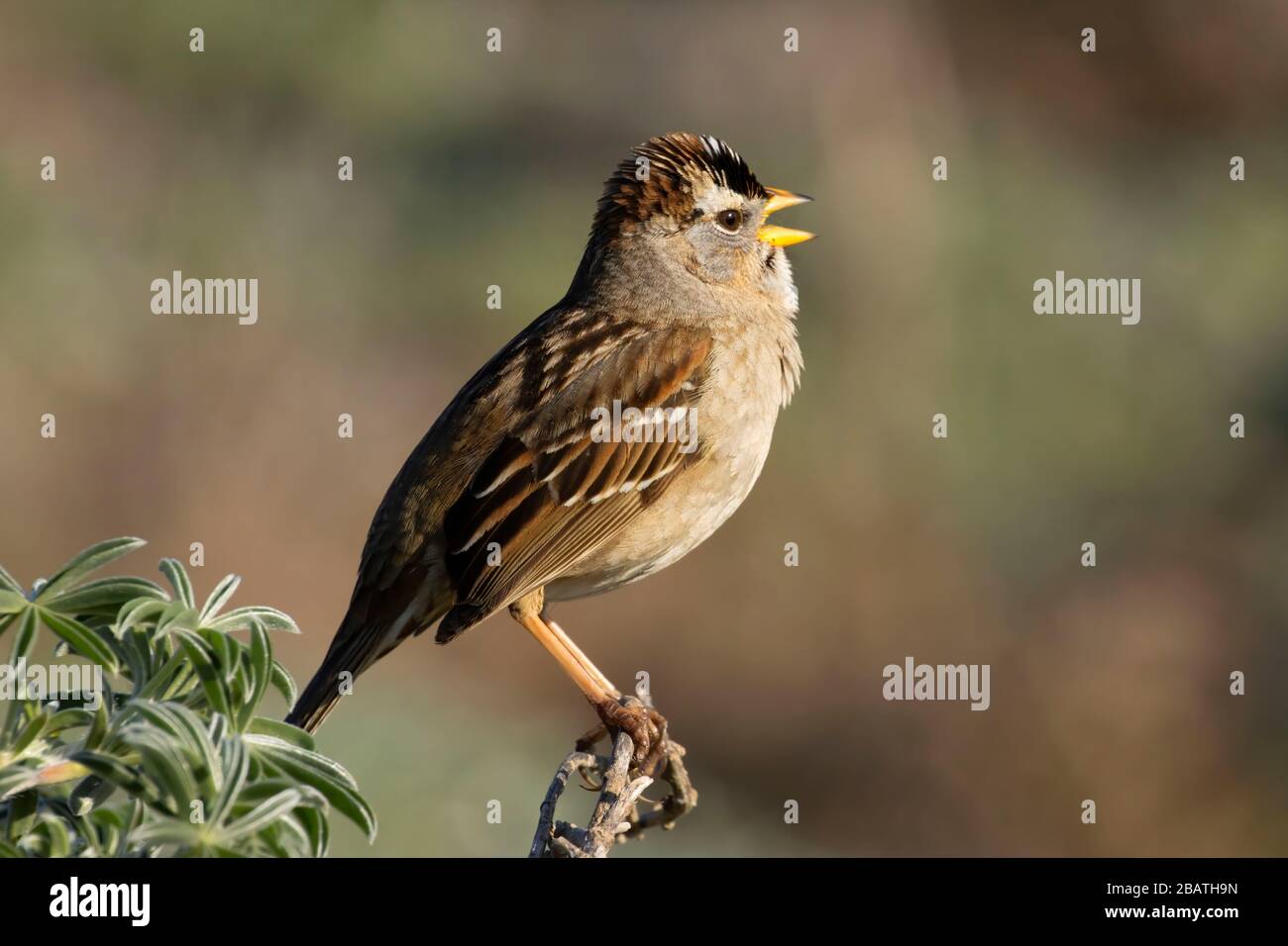 Salt point state park sonoma county hi-res stock photography and images ...