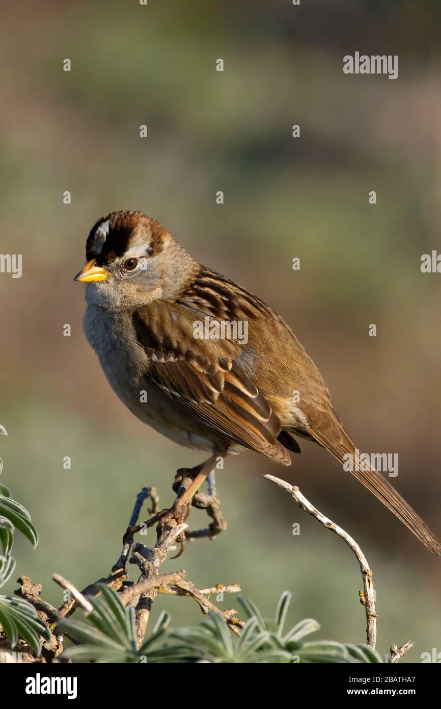 Salt point state park sonoma county hi-res stock photography and images ...