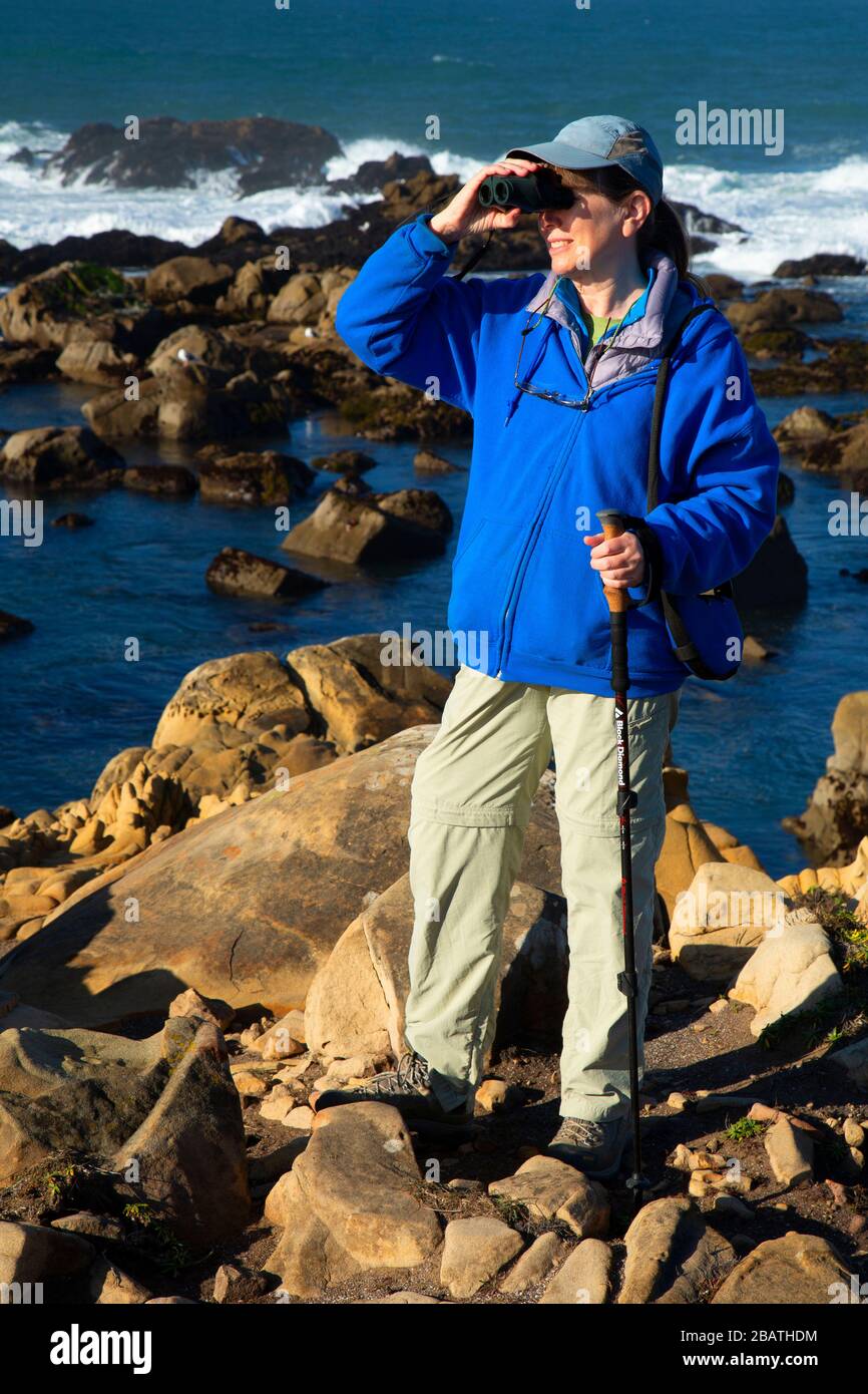 Birding along Salt Point Trail, Salt Point State Park, California Stock ...