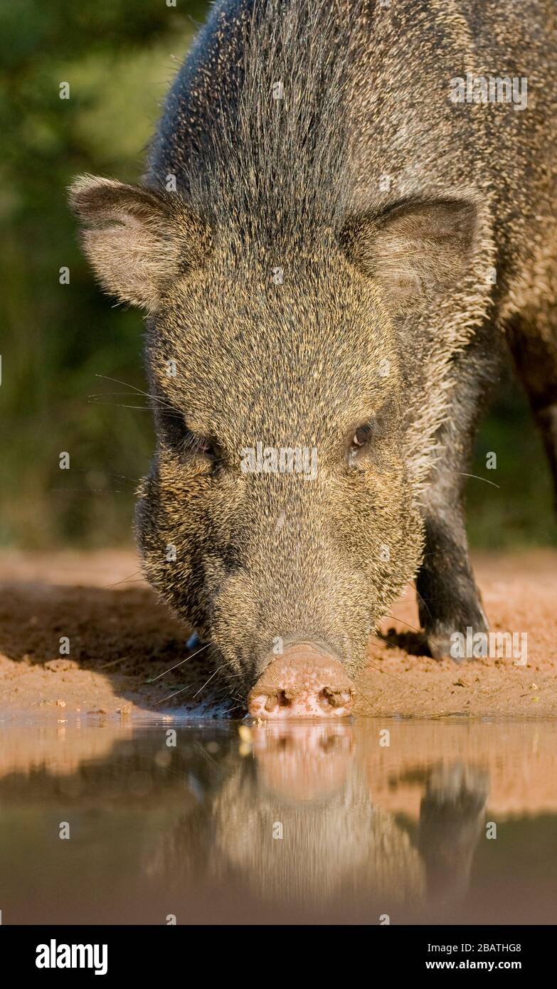 Pig like hi-res stock photography and images - Alamy