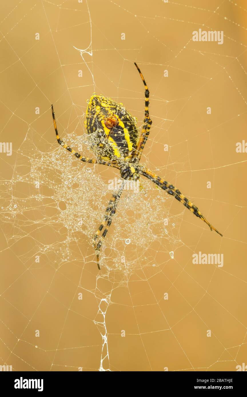 Argiope spider (Argiope aurantia) on web, E USA, by Dominique Braud ...