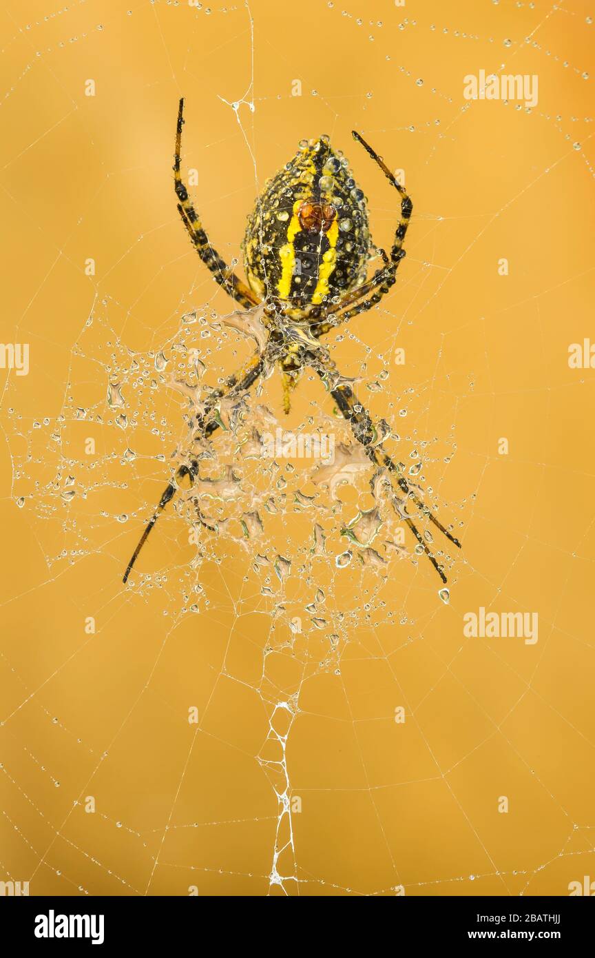 Argiope spider (Argiope aurantia) on web, E USA, by Dominique Braud ...