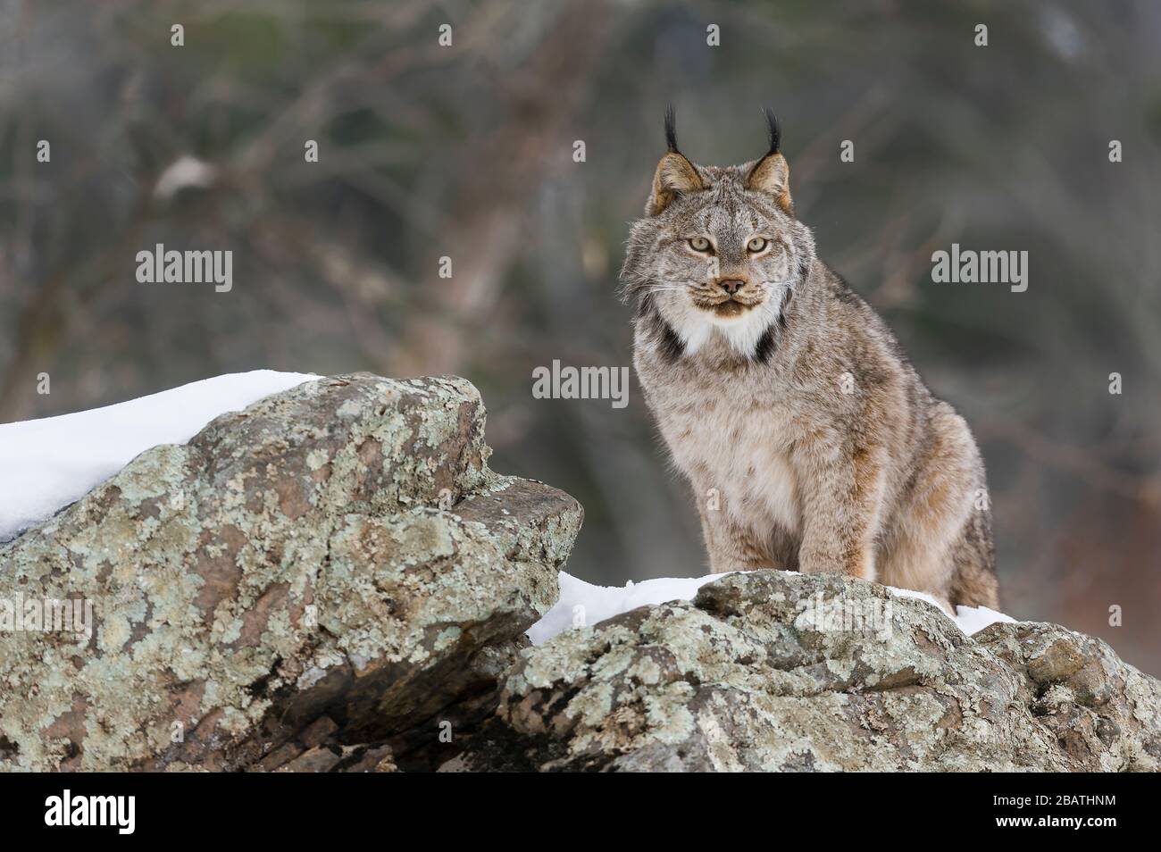 Canadian Lynx Hunting