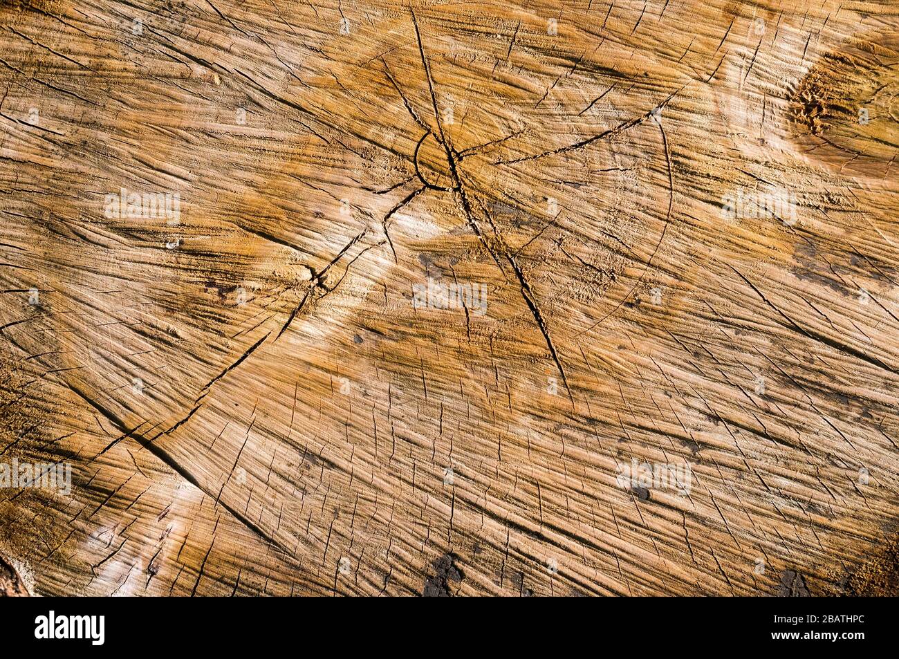 Vintage rough texture of old sawn tree trunk, close-up, macro Stock ...