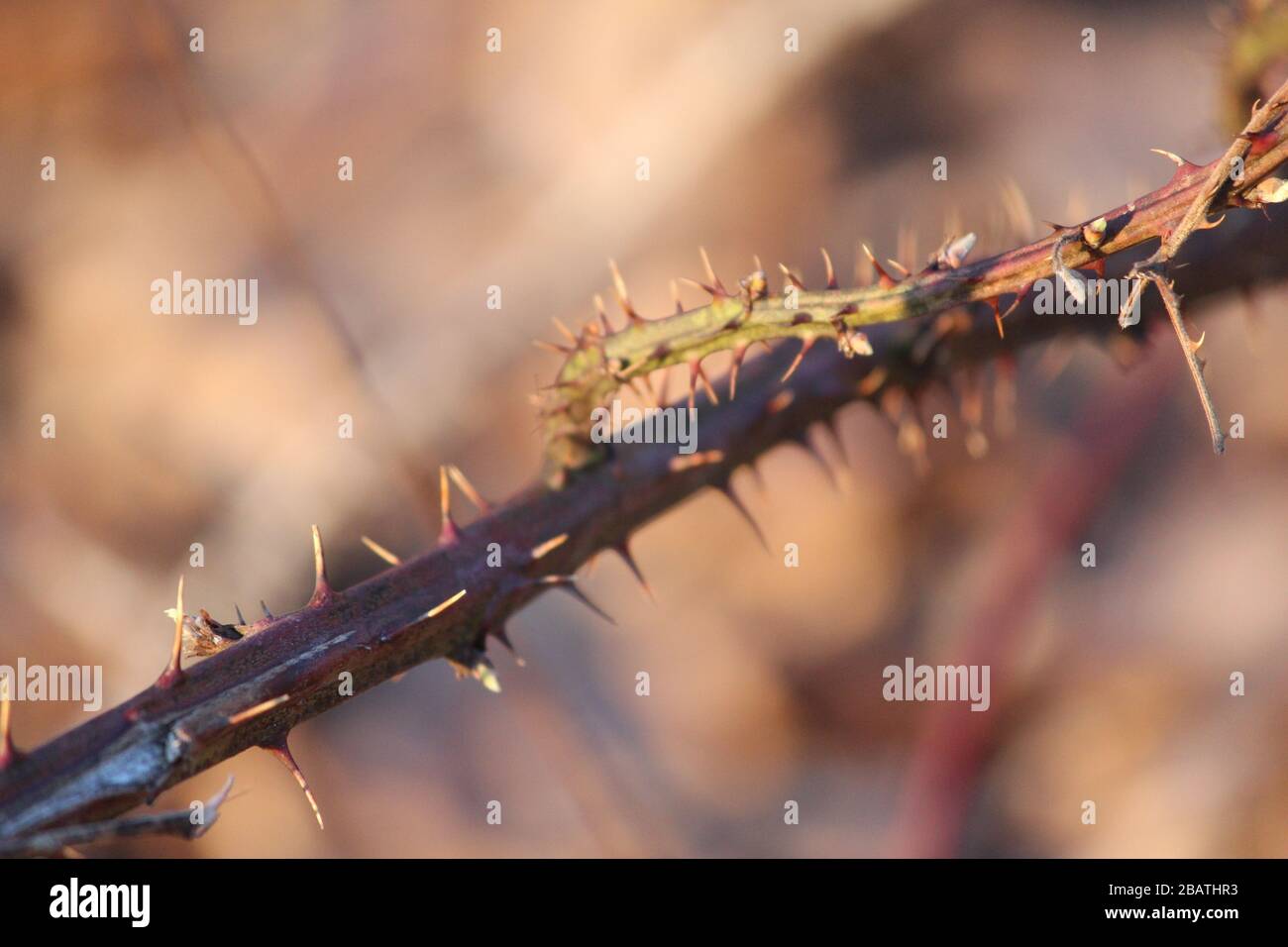 Thorns and brier hi-res stock photography and images - Alamy