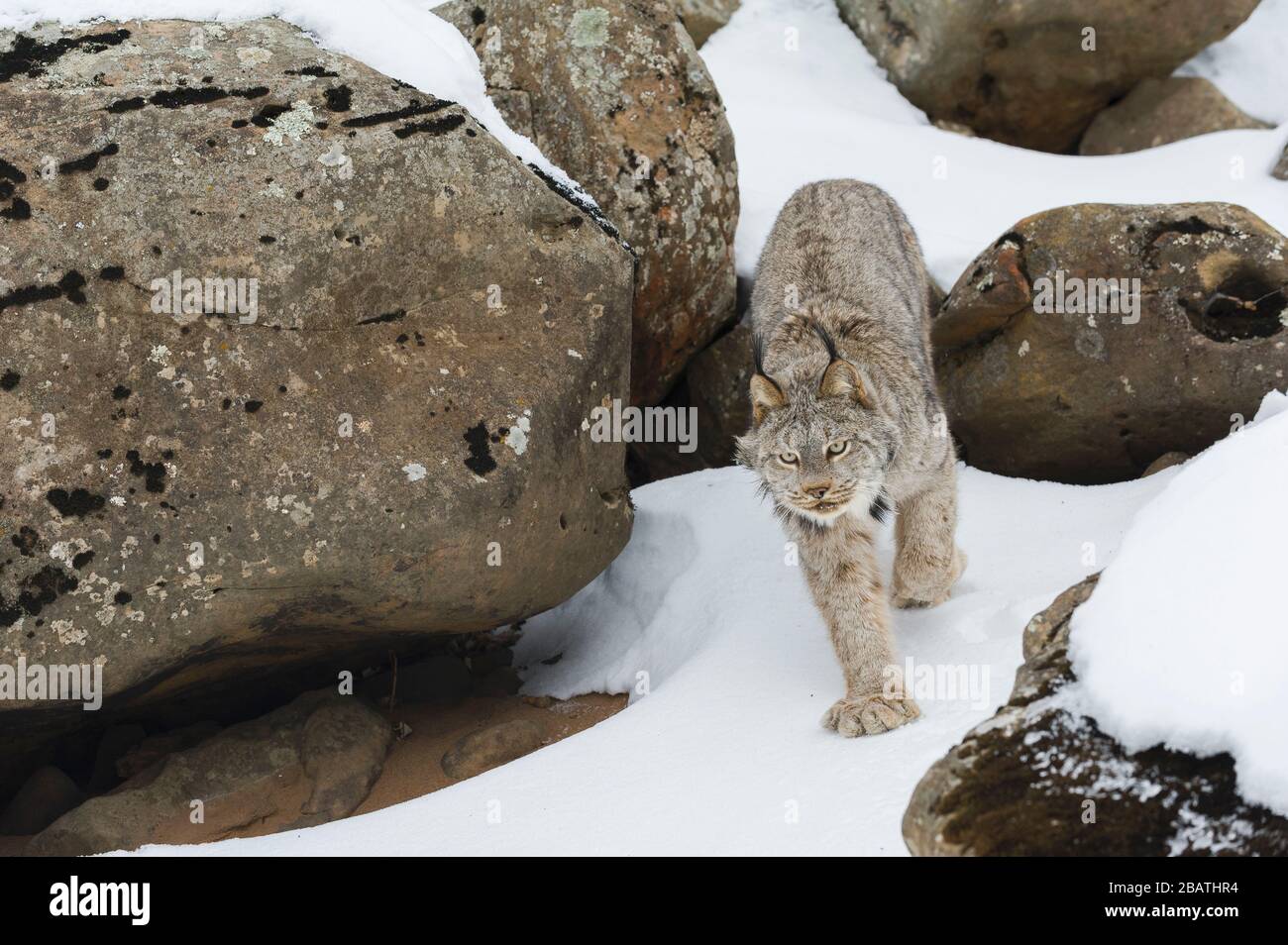 Canada Lynx (Lynx canadensis) hunting, Winter, North America, by ...