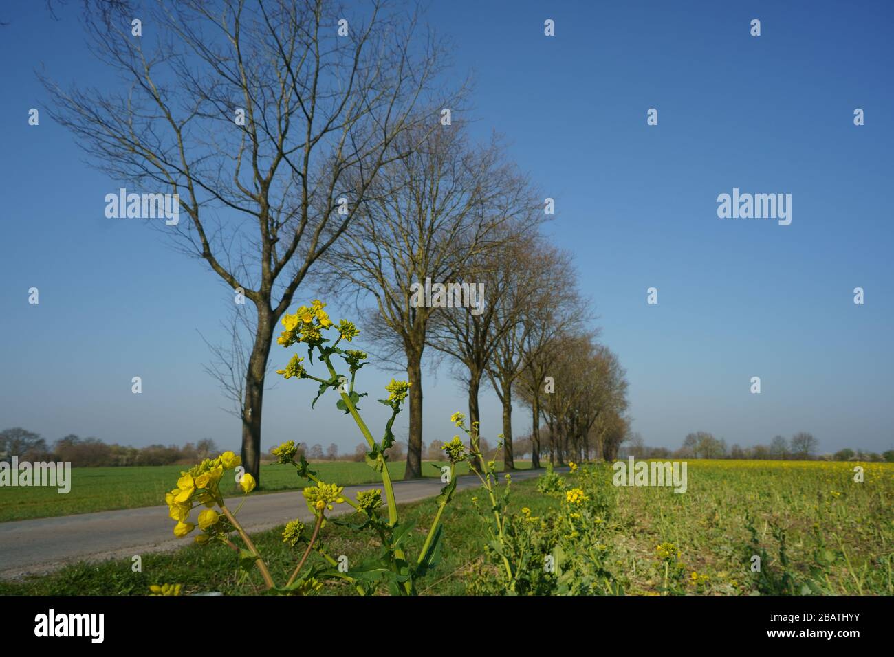 spring time in germany Stock Photo - Alamy