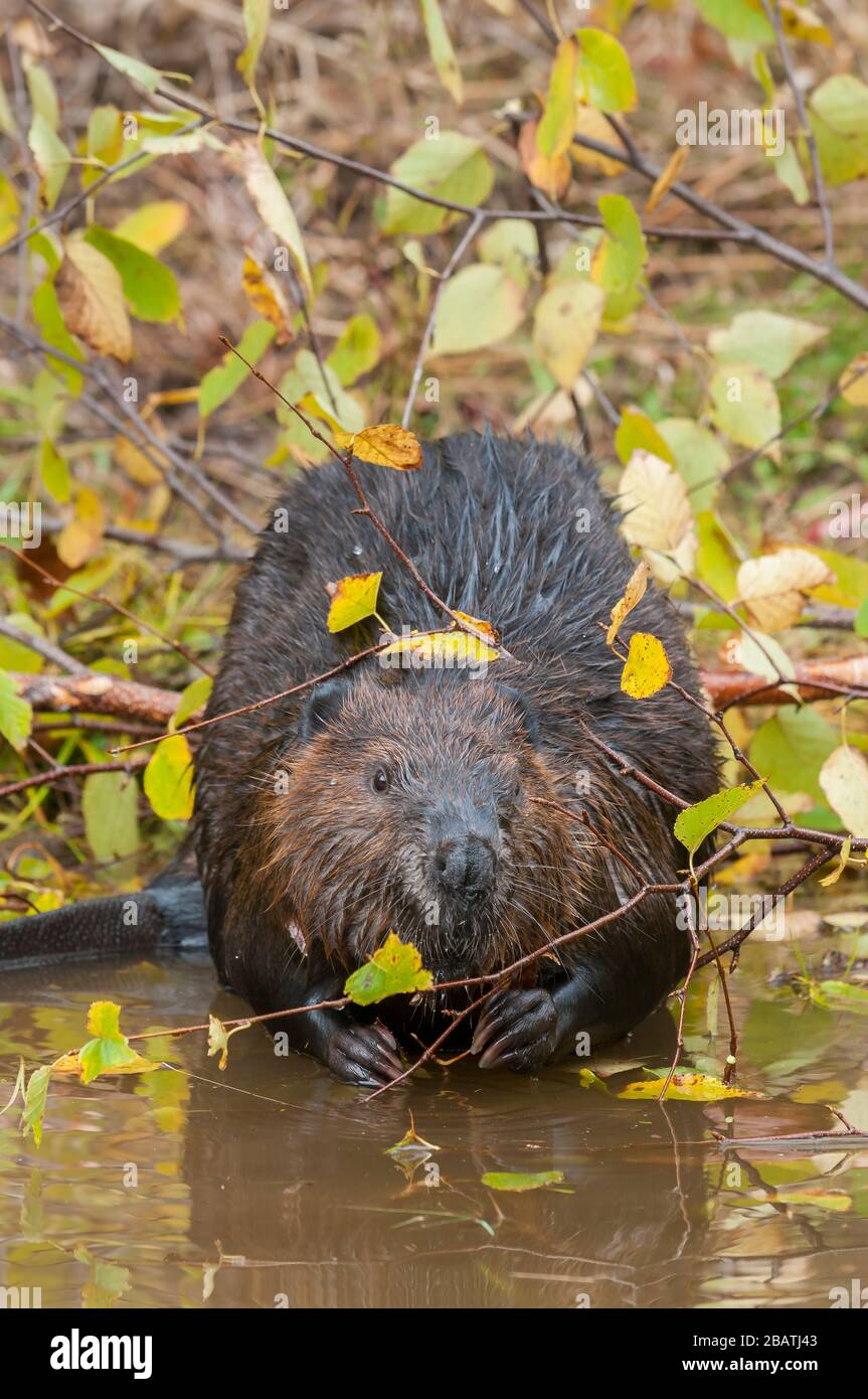 Beaver feeding animal hi-res stock photography and images - Alamy