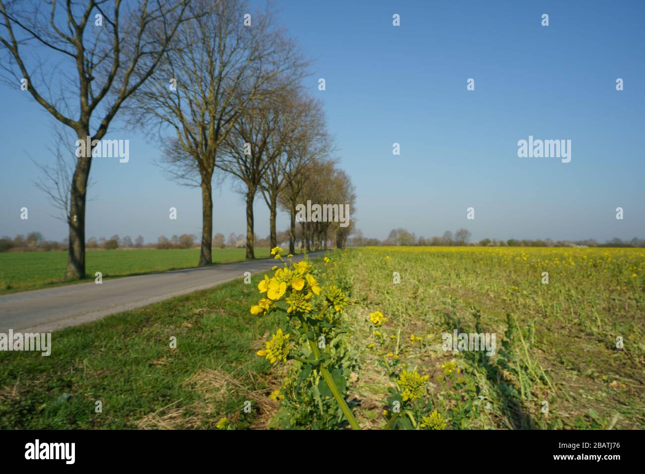 trees in germany Stock Photo - Alamy
