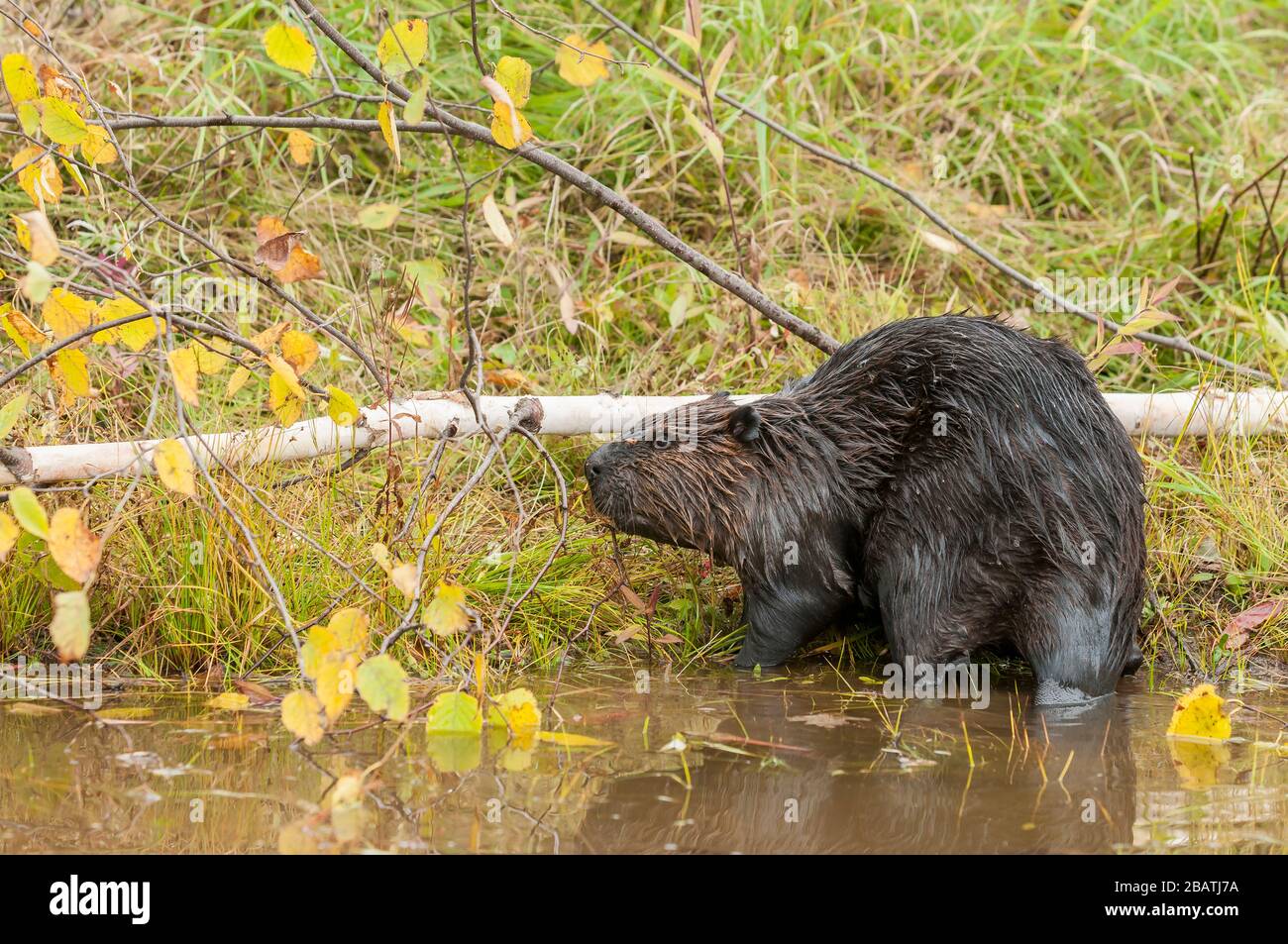 Beaver feeding animal hi-res stock photography and images - Alamy