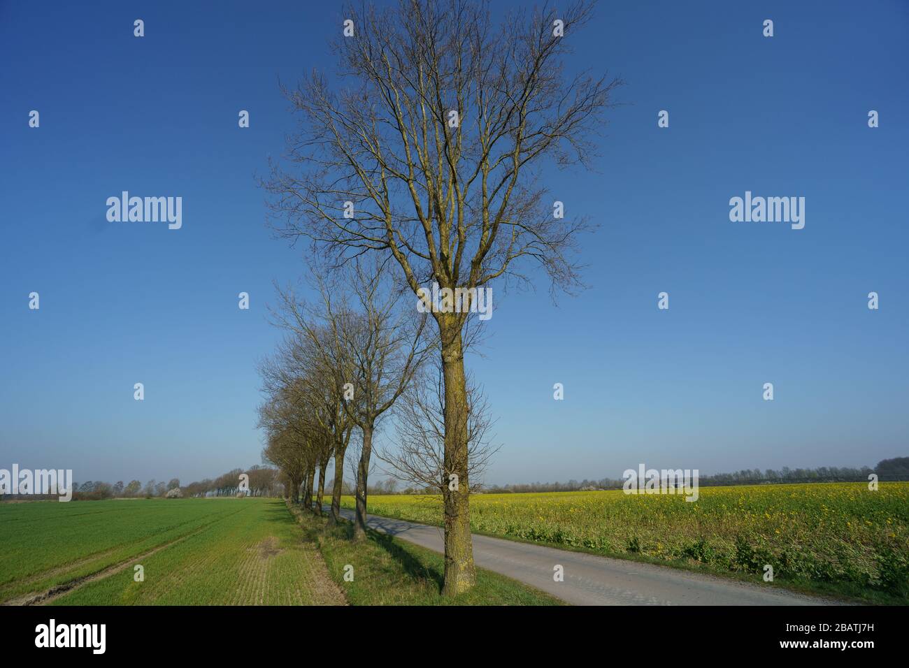 trees in germany Stock Photo - Alamy