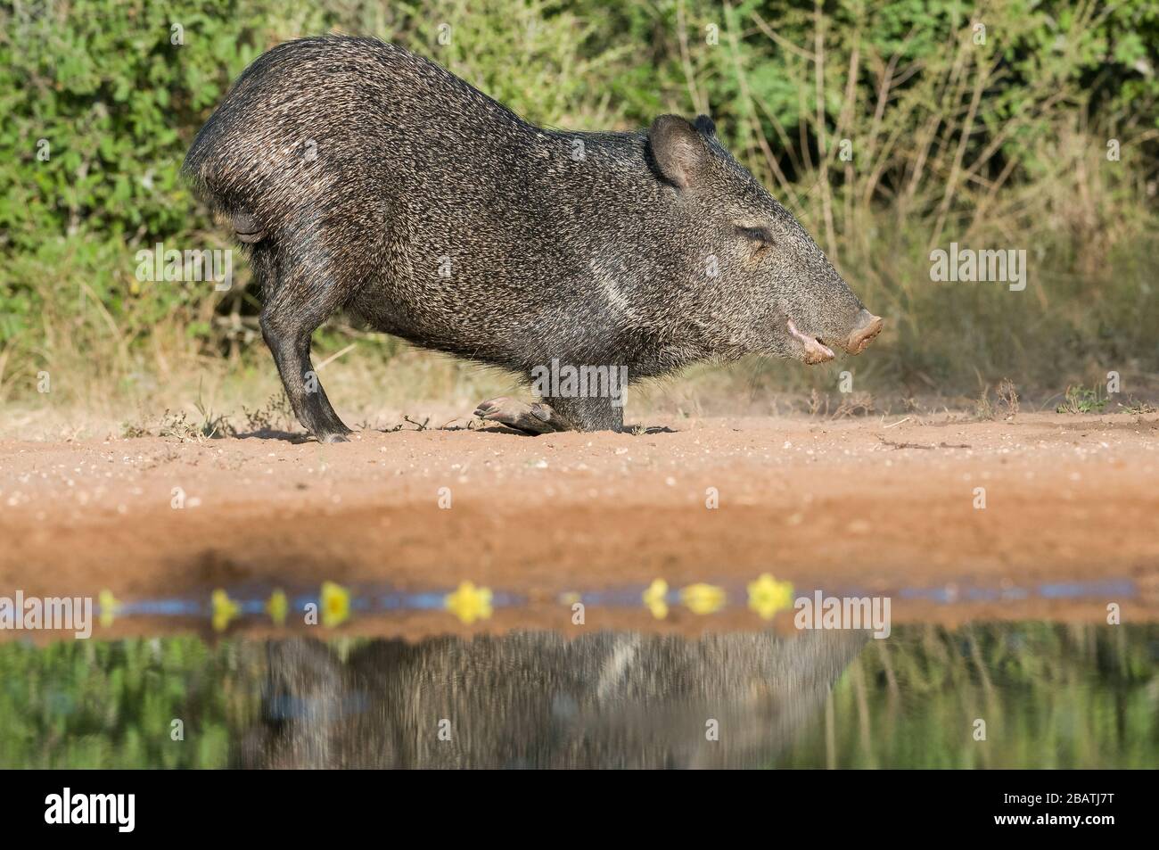 Pig like hi-res stock photography and images - Alamy