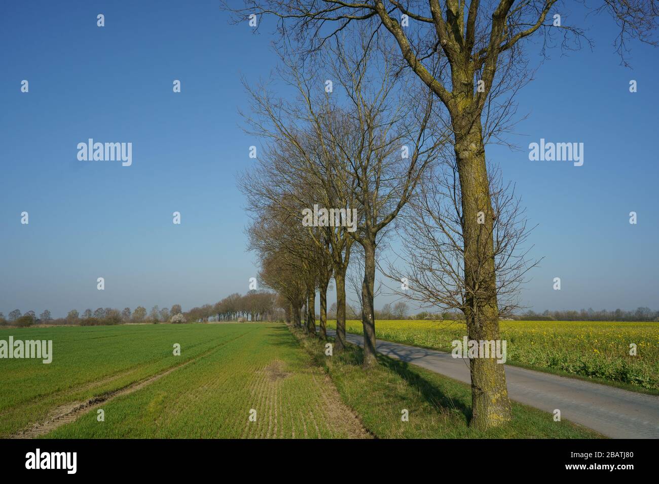 trees in germany Stock Photo - Alamy
