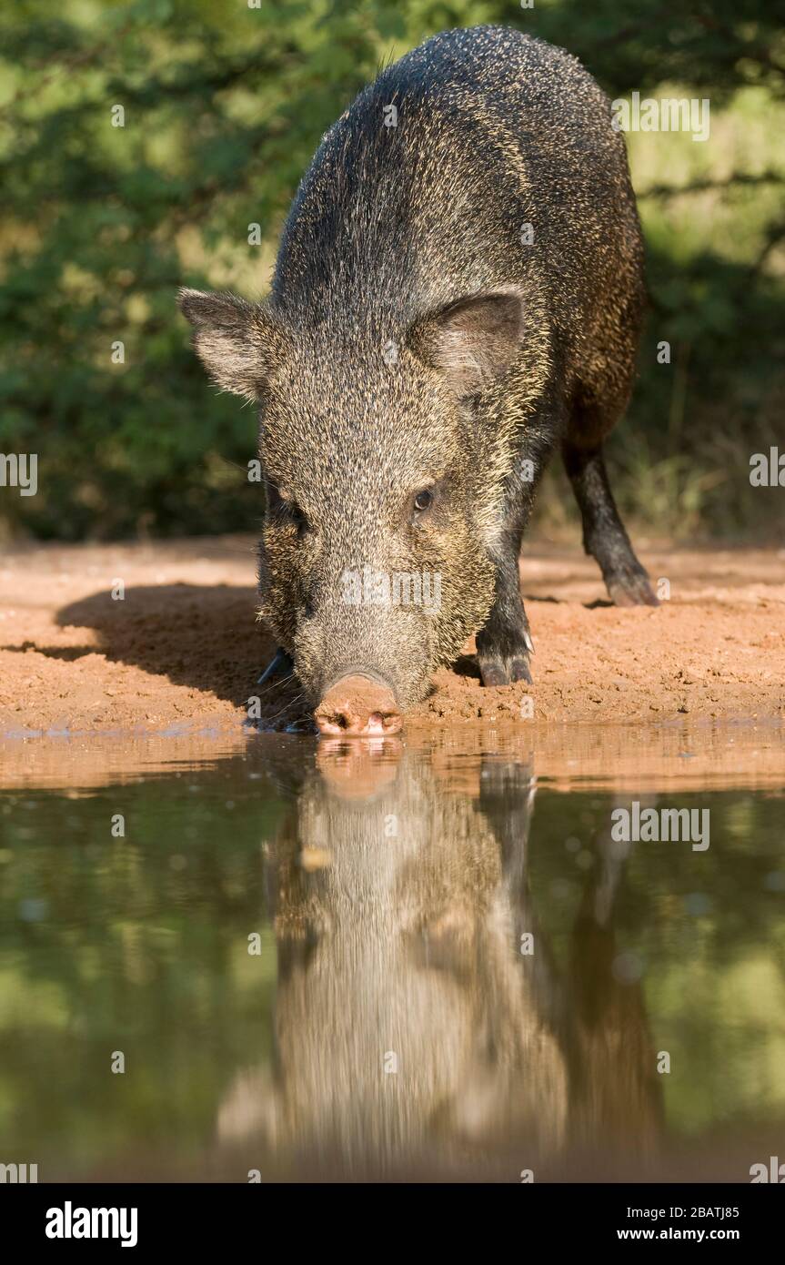 Pig like hi-res stock photography and images - Alamy