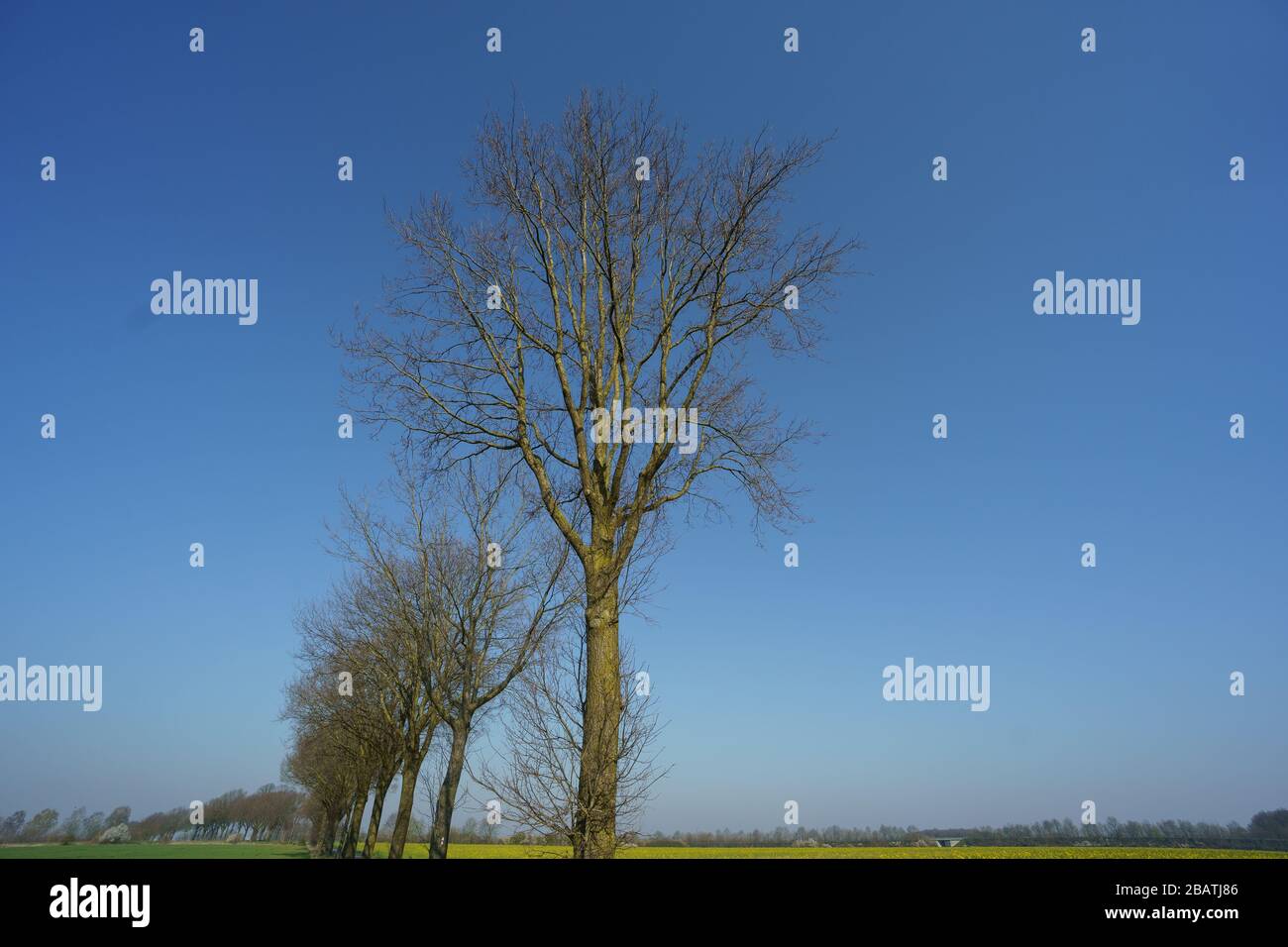 trees in germany Stock Photo - Alamy