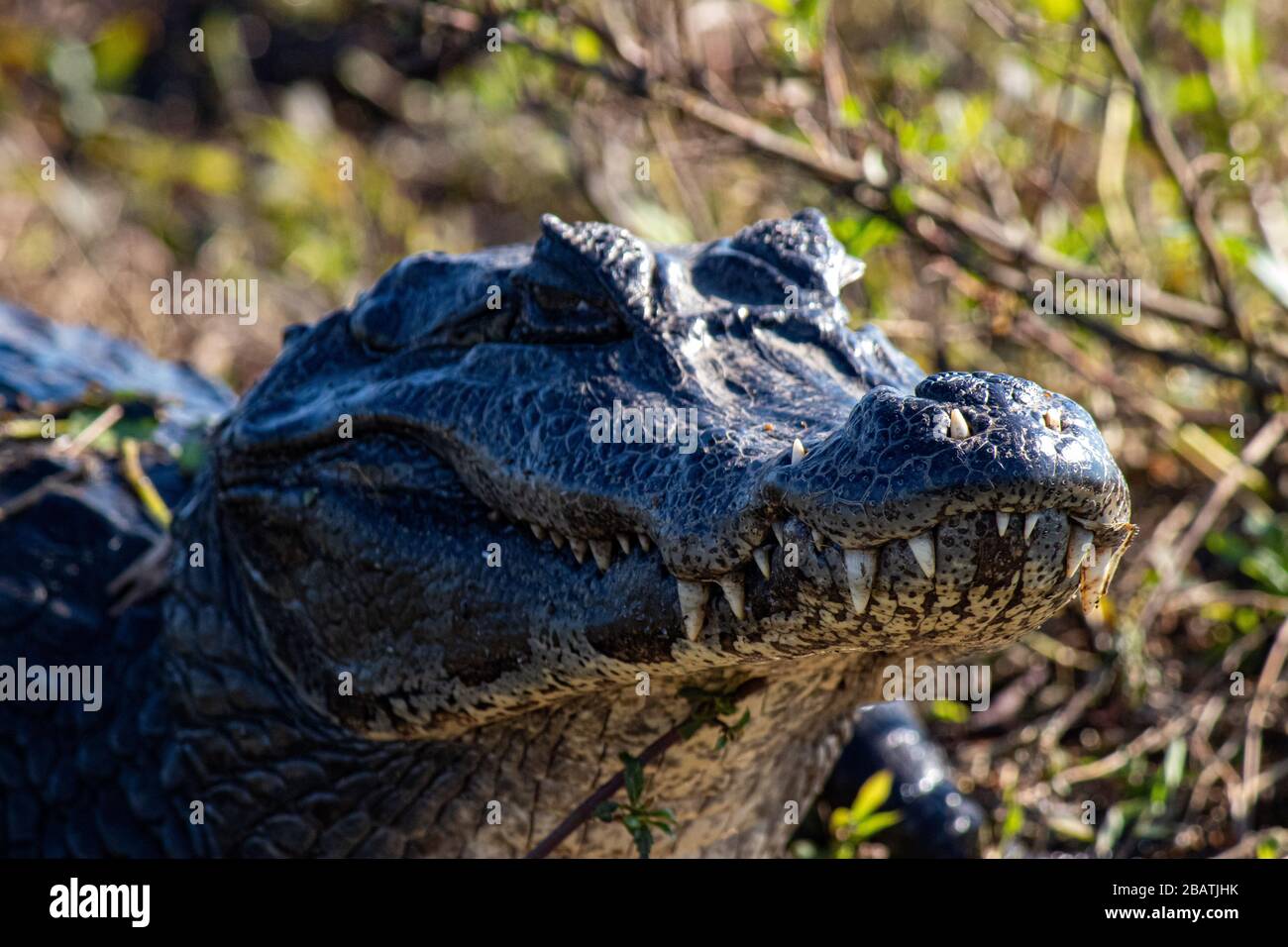 Caiman teeth hi-res stock photography and images - Alamy