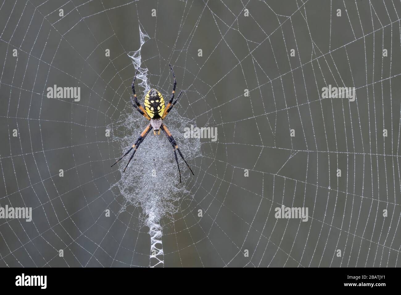 Corn spider hi-res stock photography and images - Alamy