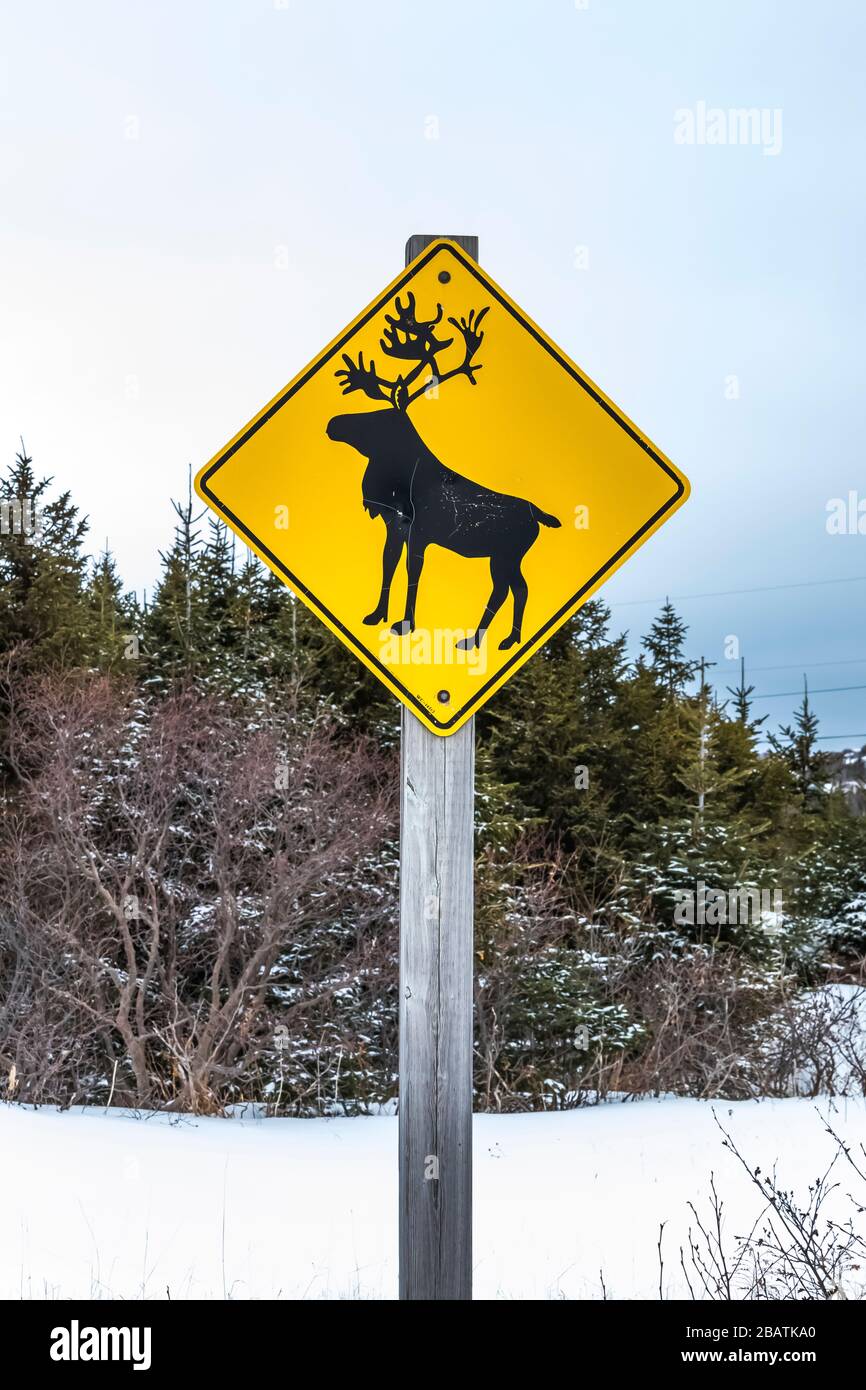 Caribou caution sign along highway in the village of Tilting on Fogo ...
