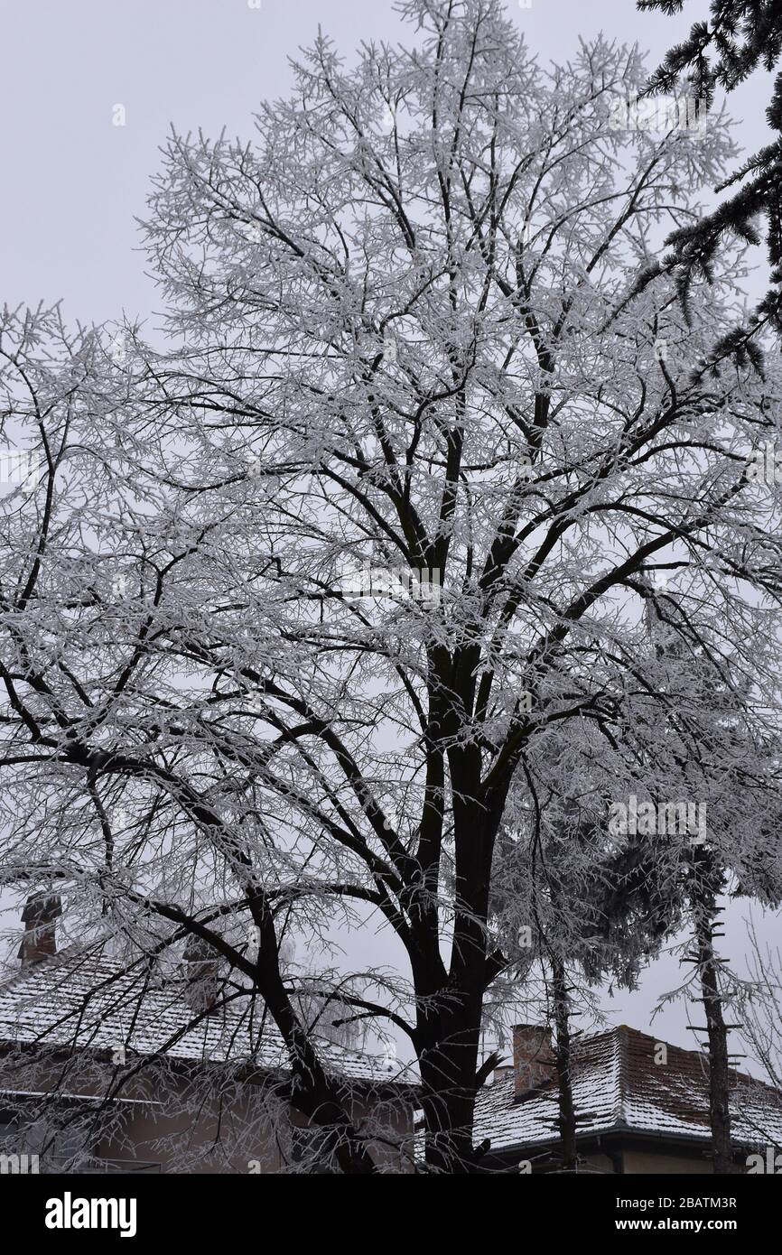 Branches of a large tree hi-res stock photography and images - Alamy